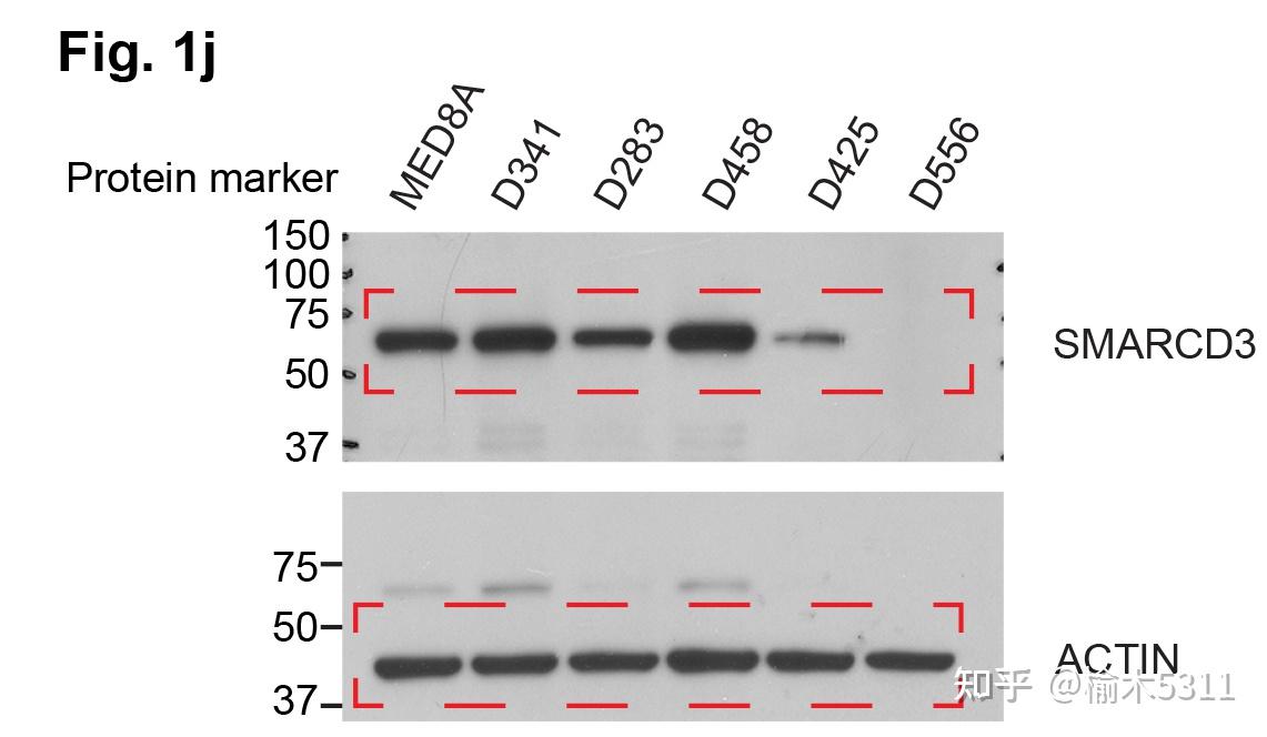 Western blot，不推荐整膜带marker的理由, 真实WB/ Western blot欢迎垂询交流~ykt3728 - 知乎