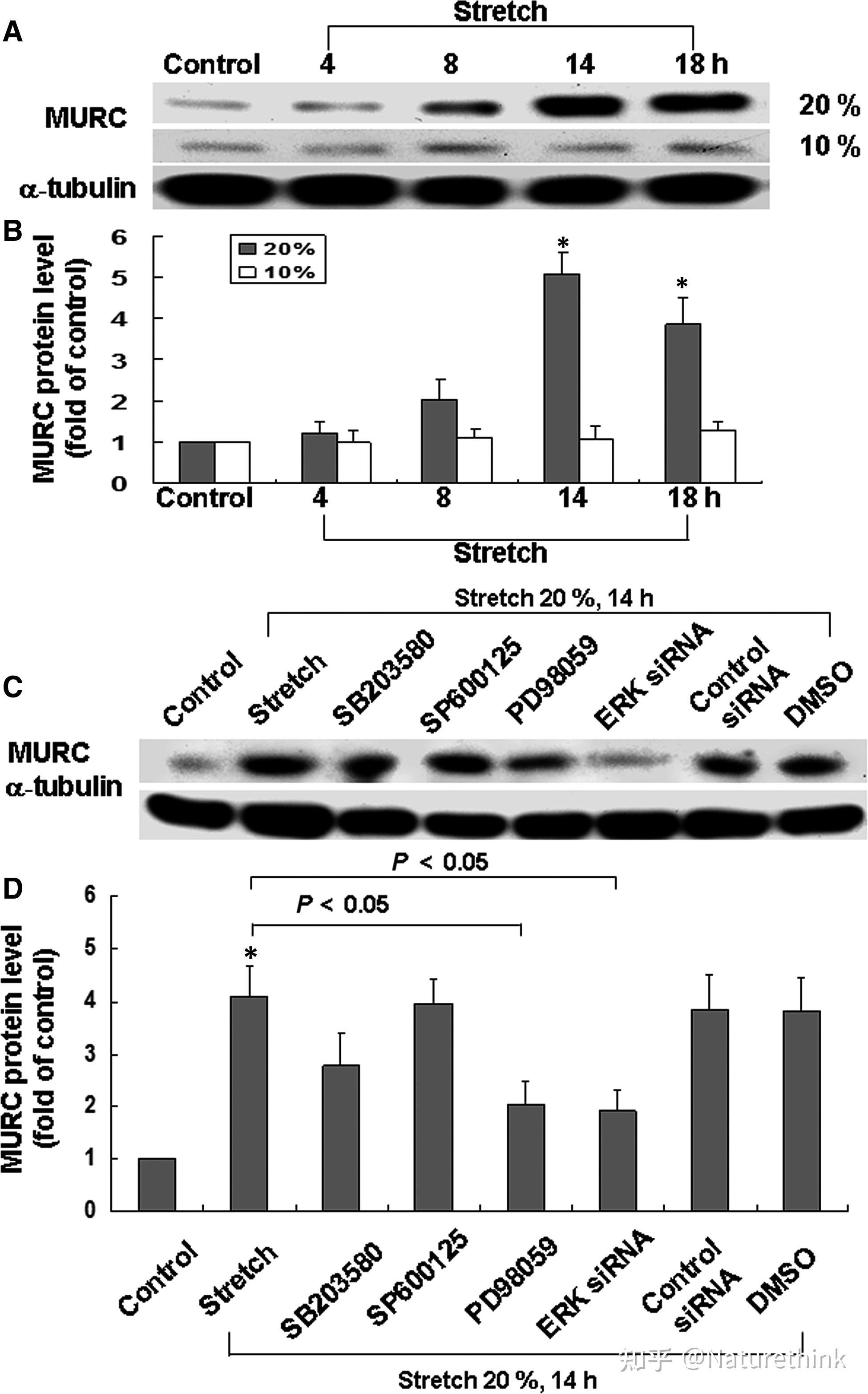 阿托伐他汀通过抑制容量超负荷和循环拉伸诱导的 MURC 对心肌细胞肥大产生影响 - 知乎