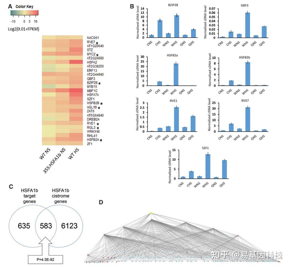 易基因：ChIP-seq等揭示热休克转录因子A1b调控植物高温胁迫响应的分子机制｜应激反应 - 深圳市易基因科技 - 博客园