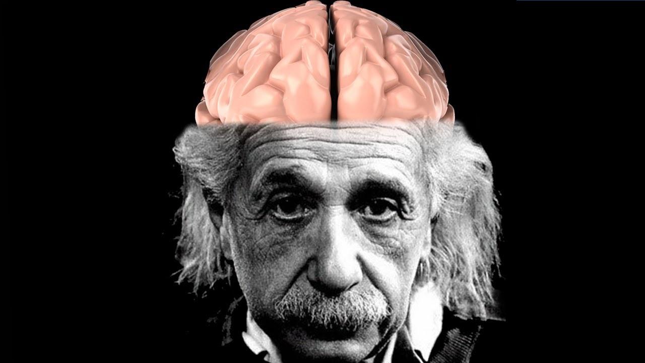 脑科学谣言3:脑越大,越聪明,么? 知乎