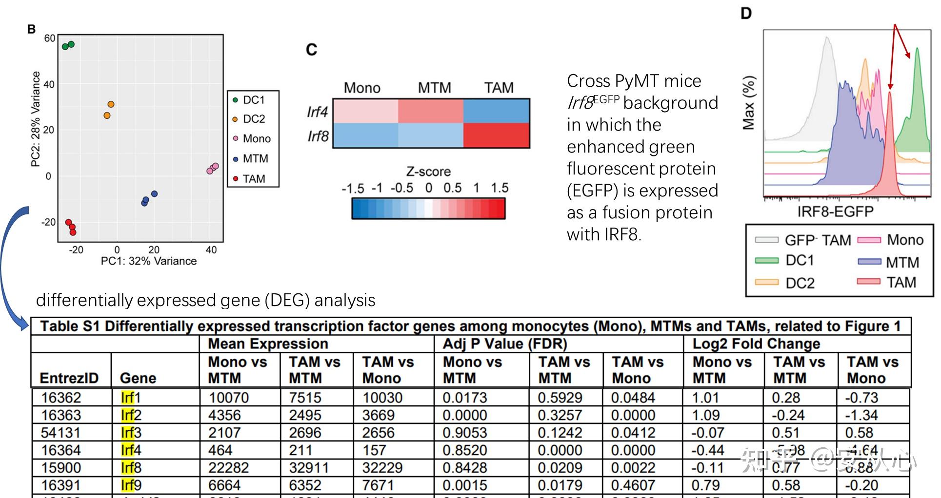 肿瘤相关巨噬细胞在肿瘤中通过表达转录因子IRF8促进T细胞耗竭 - 知乎
