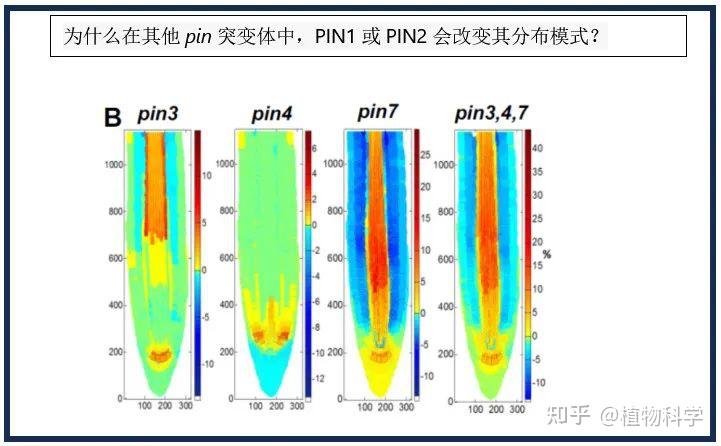 英国杜伦大学与华中农业大学联合发表拟南芥根中乙烯介导的生长素与细胞分裂素分布的预测模型 - 知乎