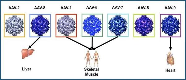 生物分析 | 基因治疗看AAV大展宏图 - 知乎