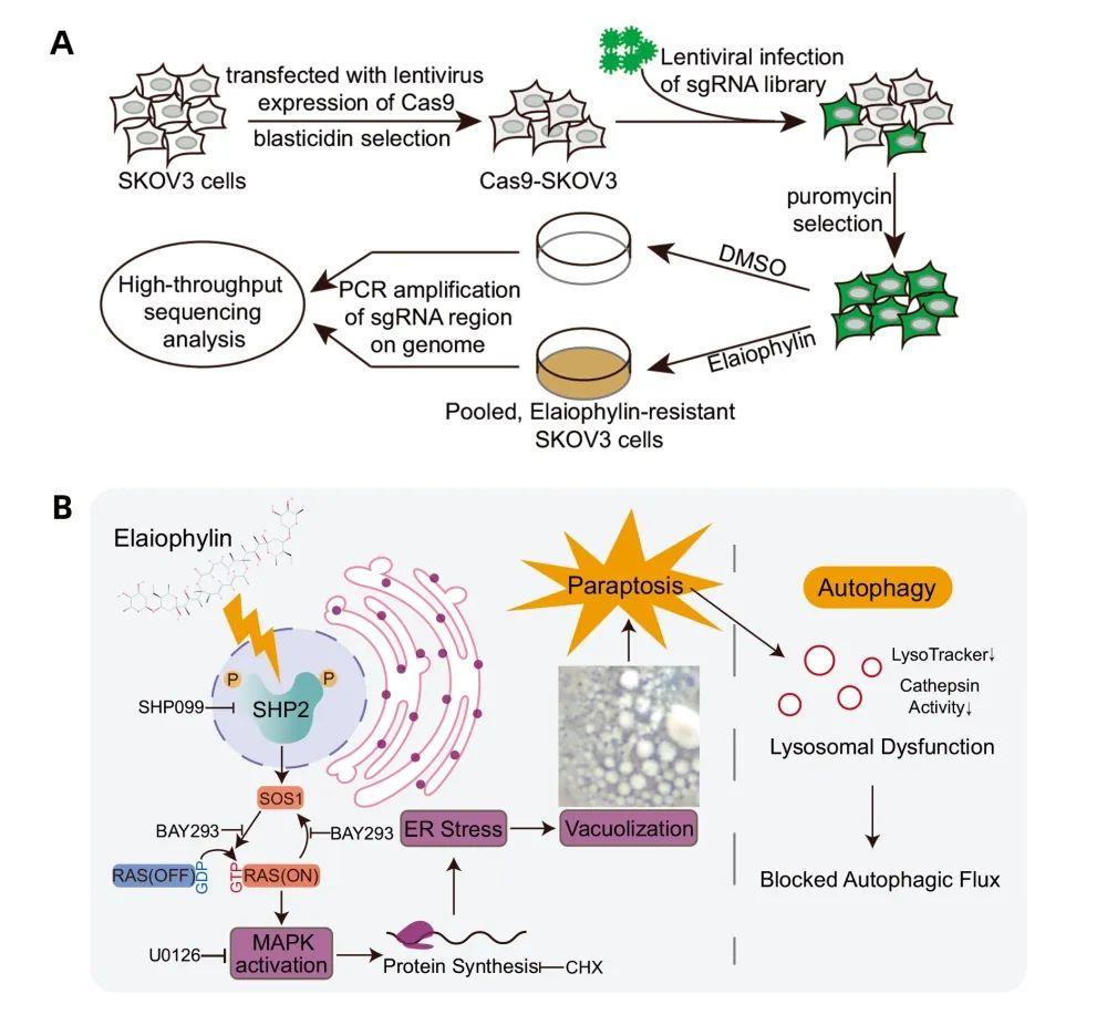 慢病毒系列|让你“随心所欲”调控基因（CRISPR/Cas9文库篇） - 知乎