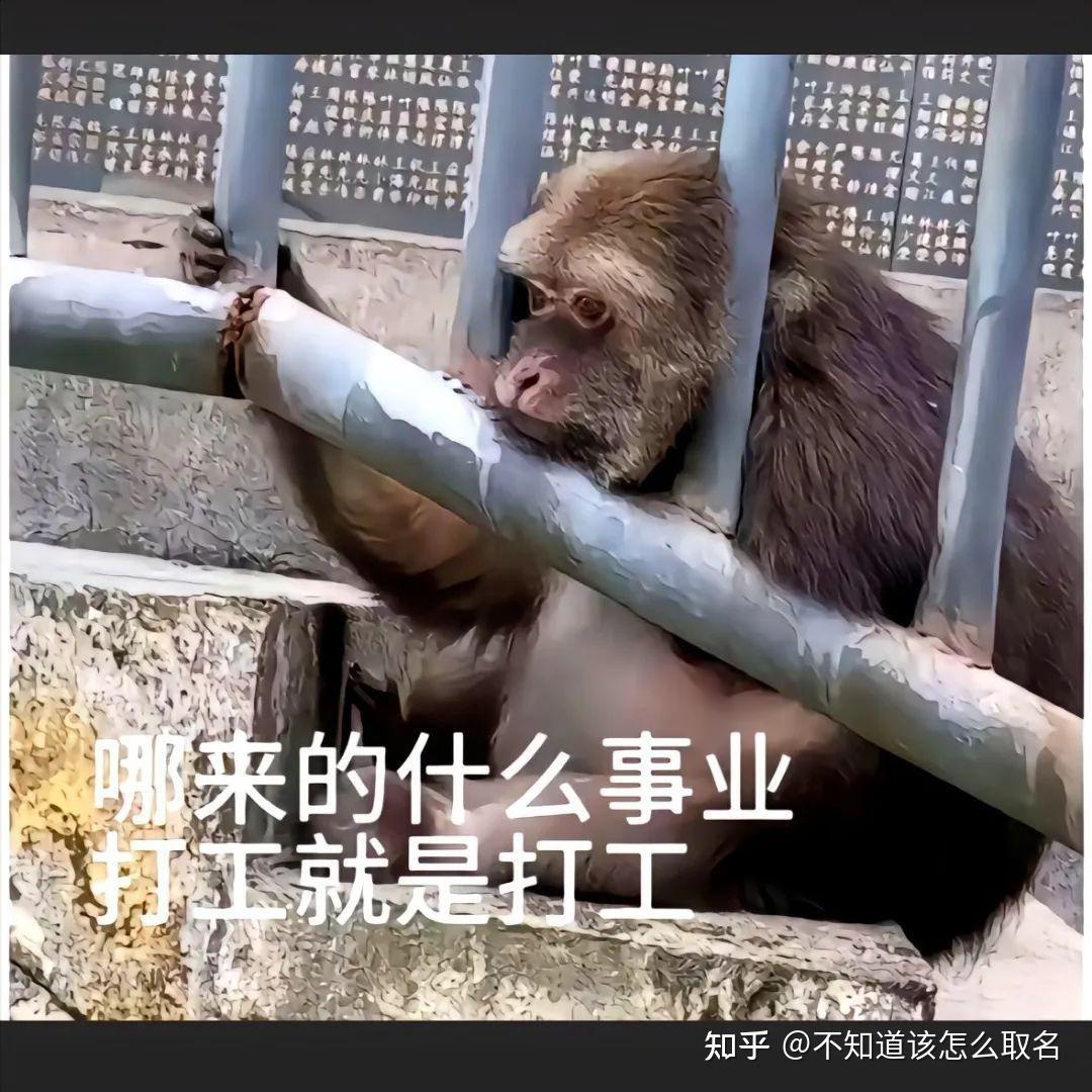 猴子表情包汇总 - 知乎