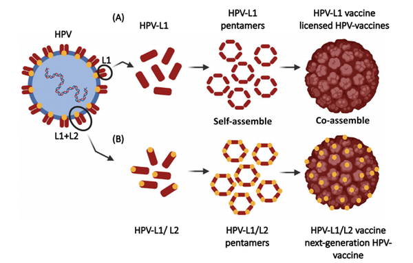 【耀文解读】病毒样颗粒（VLP）疫苗的研究现状(1)：商业化VLP疫苗 - 知乎