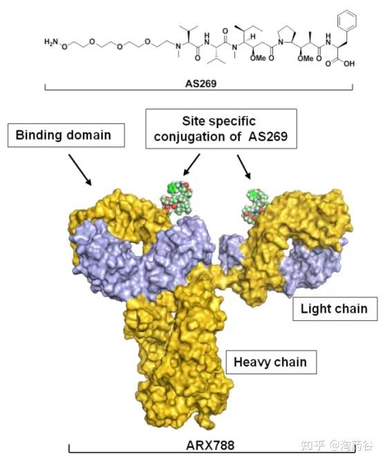 Ambrx 技术平台及ADC管线梳理 - 知乎