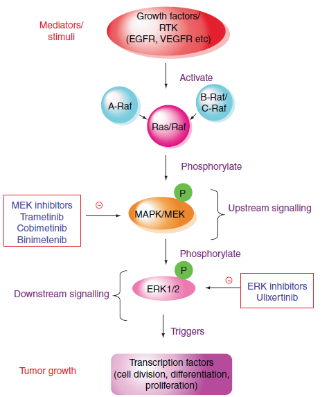 杰克说药丨上游还是下游？这是一个问题——治疗癌症的ERK1/2抑制剂 - 知乎