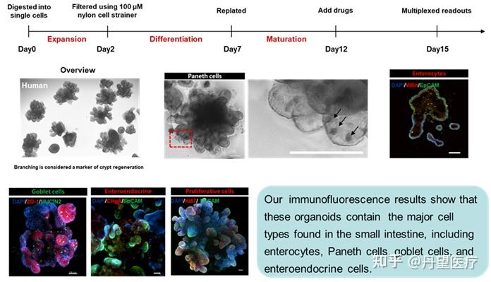 技术盛宴：丹望联合创始人Hans Clevers 教授开启类器官TCB和Car-T免疫疗法评估新方法 - 知乎