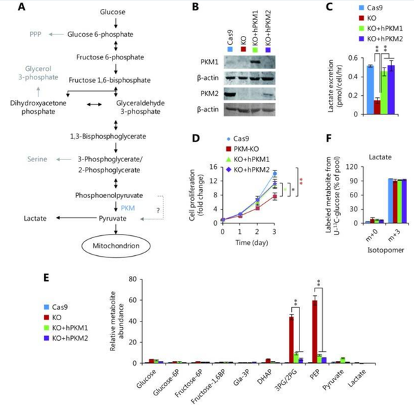 看CRISPR/Cas9基因编辑技术如何玩转药物靶点（二）——激酶特辑 - 知乎