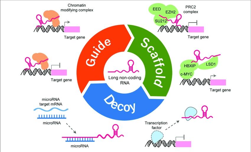 RIP（RNA immunoprecipitation） - 知乎
