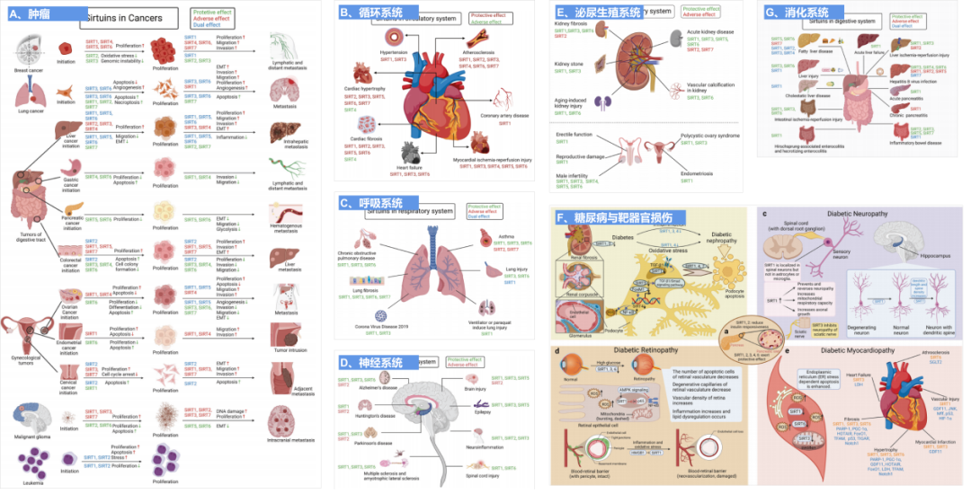 “酰”睹为快！STTT | 中国医科大学赵玉虹/刘彩刚发表SIRT蛋白家族与人类健康和疾病的综述 - 知乎