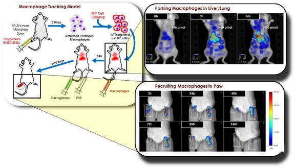 IVIS 活体光学成像技术概述-上海玮驰仪器有限公司