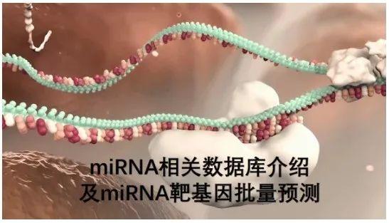 基于序列的miRNA靶基因预测 - 知乎