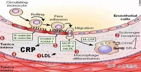 炎症标志物—C反应蛋白(CRP) - 知乎