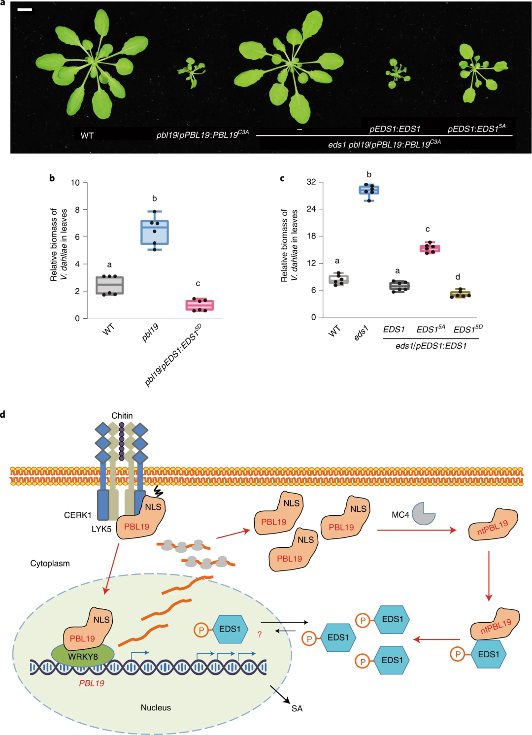 Nature Plants | 研究揭示EDS1依赖性植物免疫的激活机制！ - 知乎