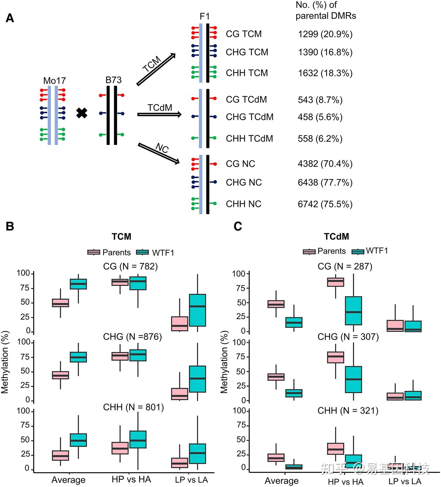 易基因：CHH甲基化丢失可触发玉米表观等位基因的可遗传变化｜作物研究 - 深圳市易基因科技 - 博客园