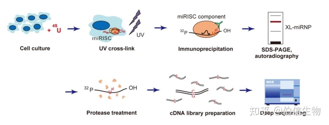 CLIP-Seq技术详解 - 知乎