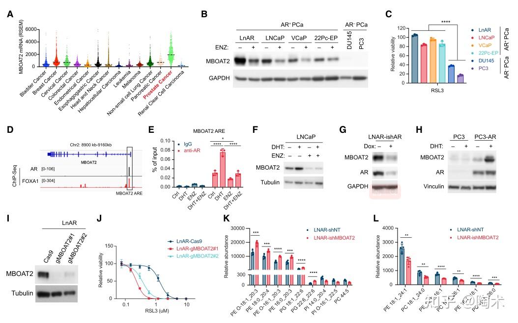 全新铁死亡监测机制——MBOAT1/2 - 知乎