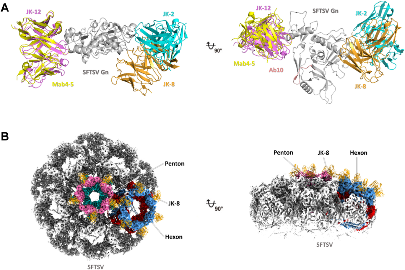 eBioMedicine|发现针对发热伴血小板减少综合征病毒的广谱强效中和抗体 - 知乎