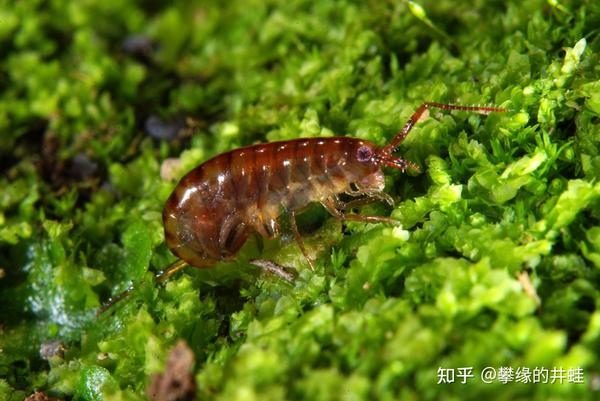 【地球演义】第二百七十二回 嘁，虫子 - 知乎