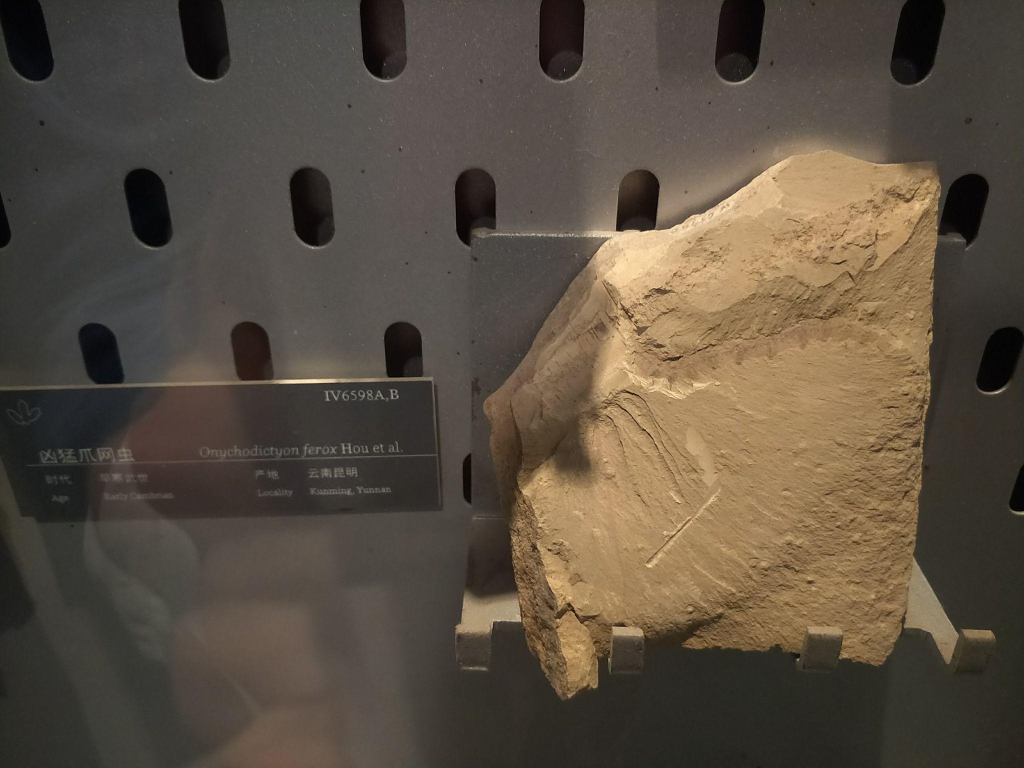 地质博物馆记行：馆藏.寒武纪篇 - 知乎