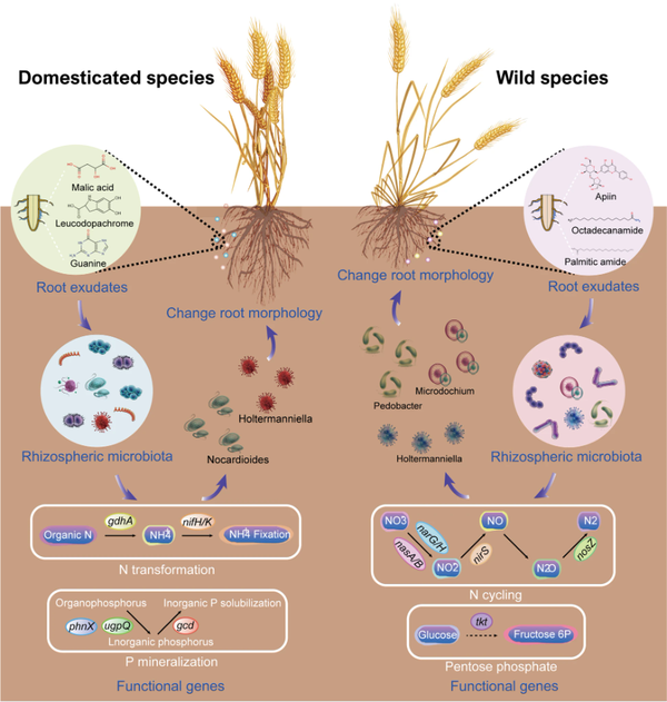 Microbiome | 西北农林科技大学研究揭示植物驯化塑造小麦根际微生物组组装和代谢功能！ - 知乎