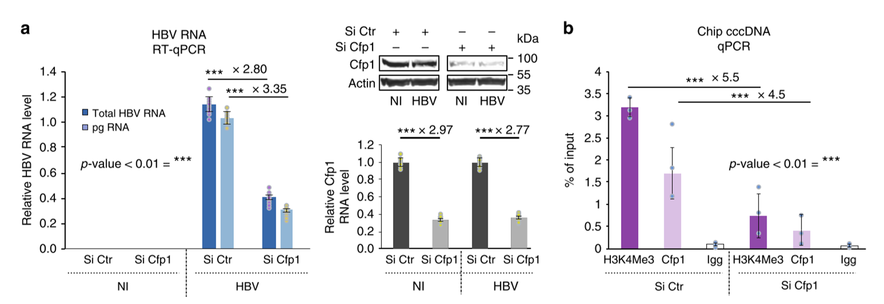 Hi-C测序揭示HBV病毒，Ad5病毒侵染人体细胞的染色质构象影响 - 知乎