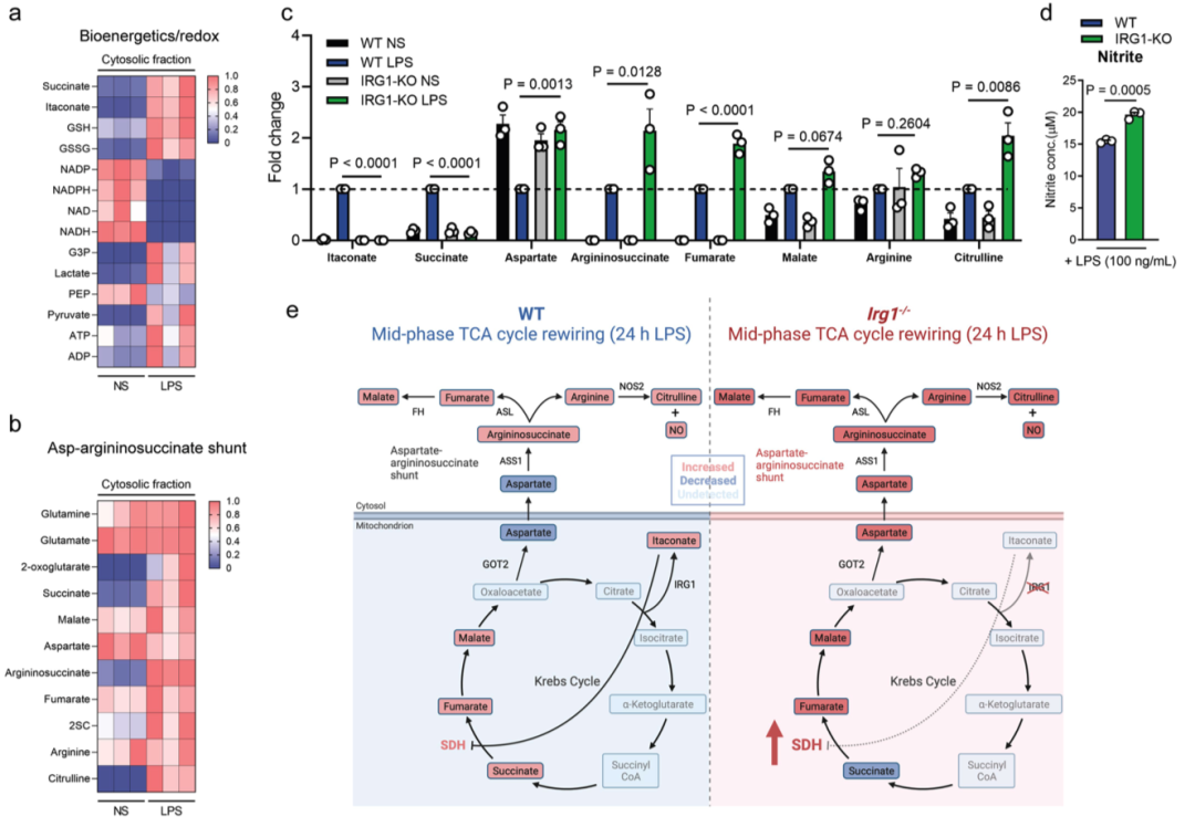 Nature丨巨噬细胞富马酸水合酶抑制 mtRNA 介导的干扰素产生 - 知乎