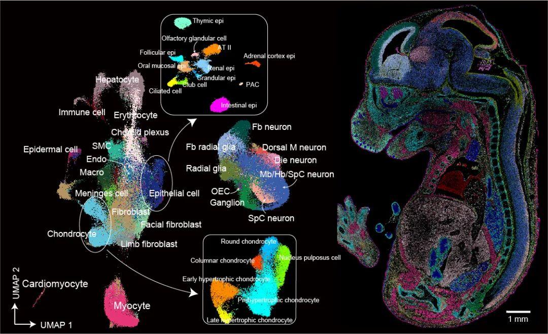 Cell专题解读 | 华大Stereo-seq系列成果发布，揭秘超高分辨率生命全景时空图谱 - 知乎
