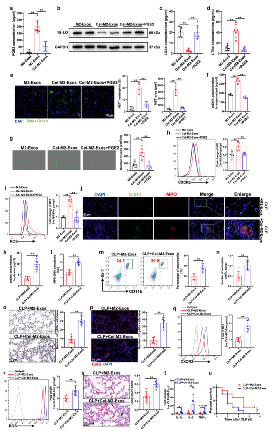 生物医学杂志丨IF：11丨M2巨噬细胞外泌体 通过抑制中性粒细胞NETs从而减轻脓毒症损伤 - 知乎