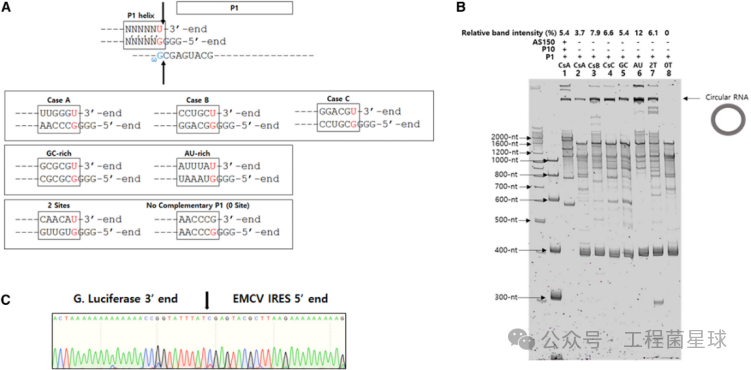【耀文解读】环状RNA(circRNA)序列设计、体外制备与纯化新技术 - 知乎