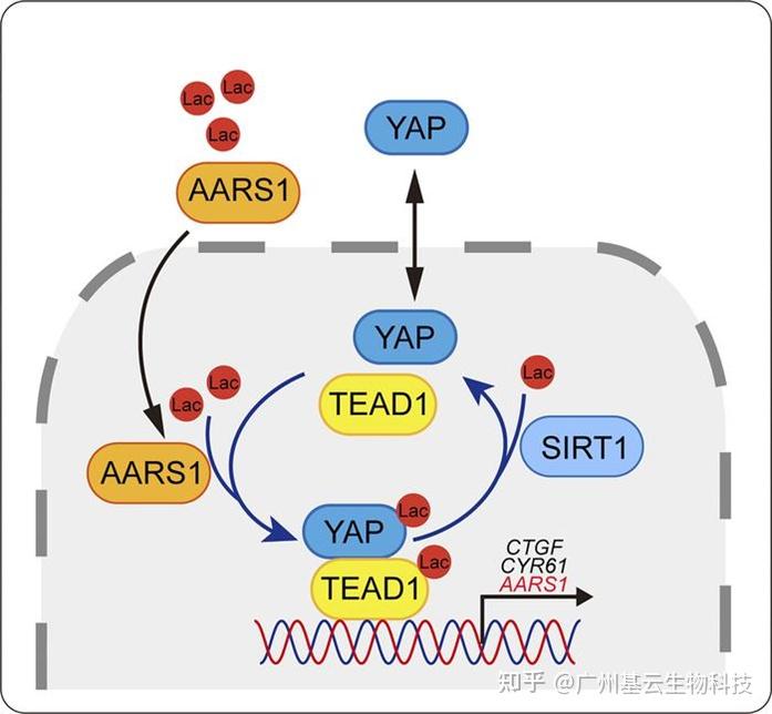 《JCI》解读：肿瘤乳酸化修饰与泛素化修饰对抗！丙烯酰tRNA合成酶AARS1乳酸化修饰YAP复合体促进信号传导 - 知乎