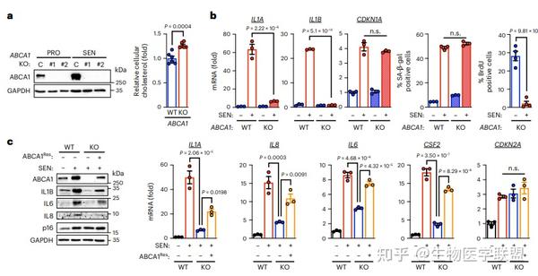 Nature metabolism| ABCA1通过调节胆固醇代谢调节mTORC1活性参与衰老和炎症反应 - 知乎