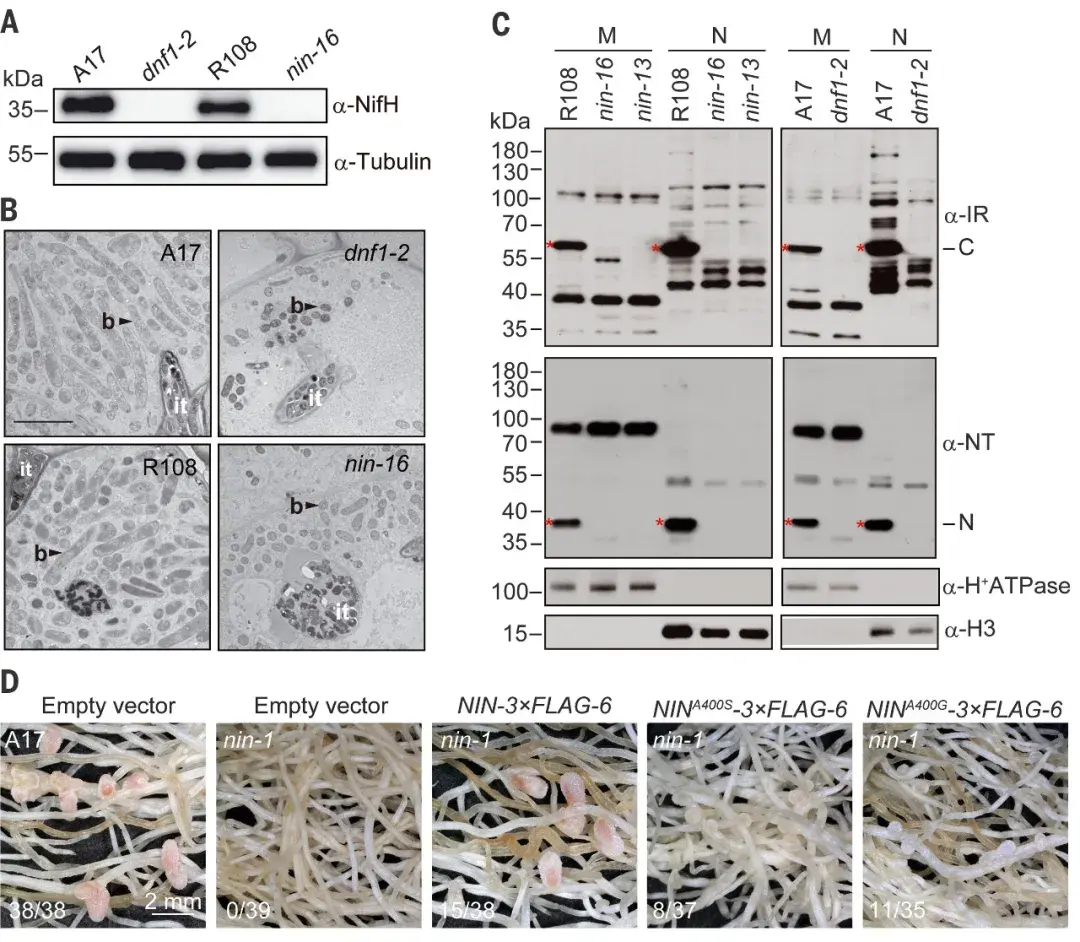 Science | 英国剑桥大学研究揭示豆科植物根瘤是如何过渡到固氮状态的机制！ - 知乎
