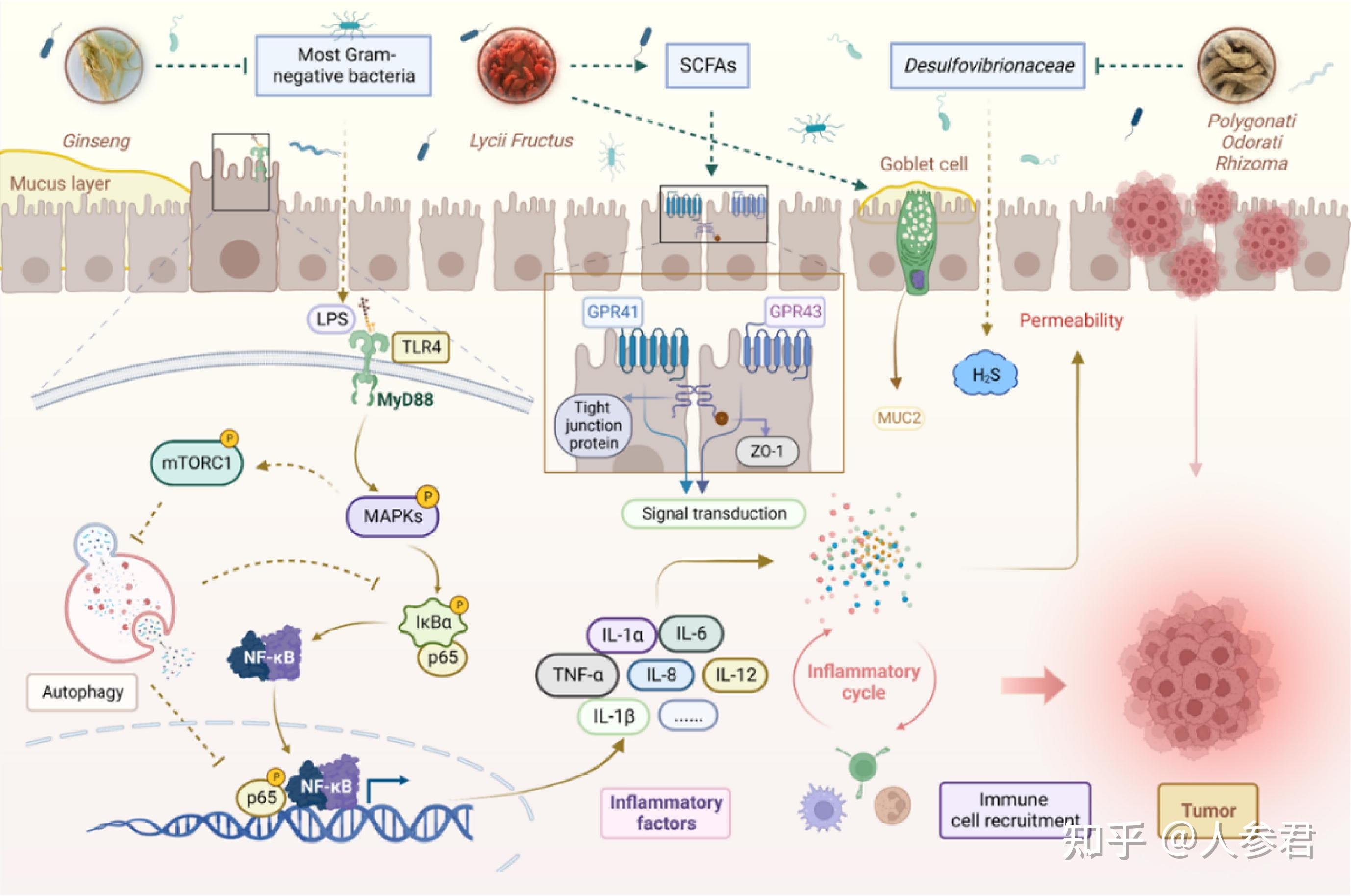 J Adv Res | 肠道微生物群：药食同源物质调控的神奇多功能靶点 - 知乎