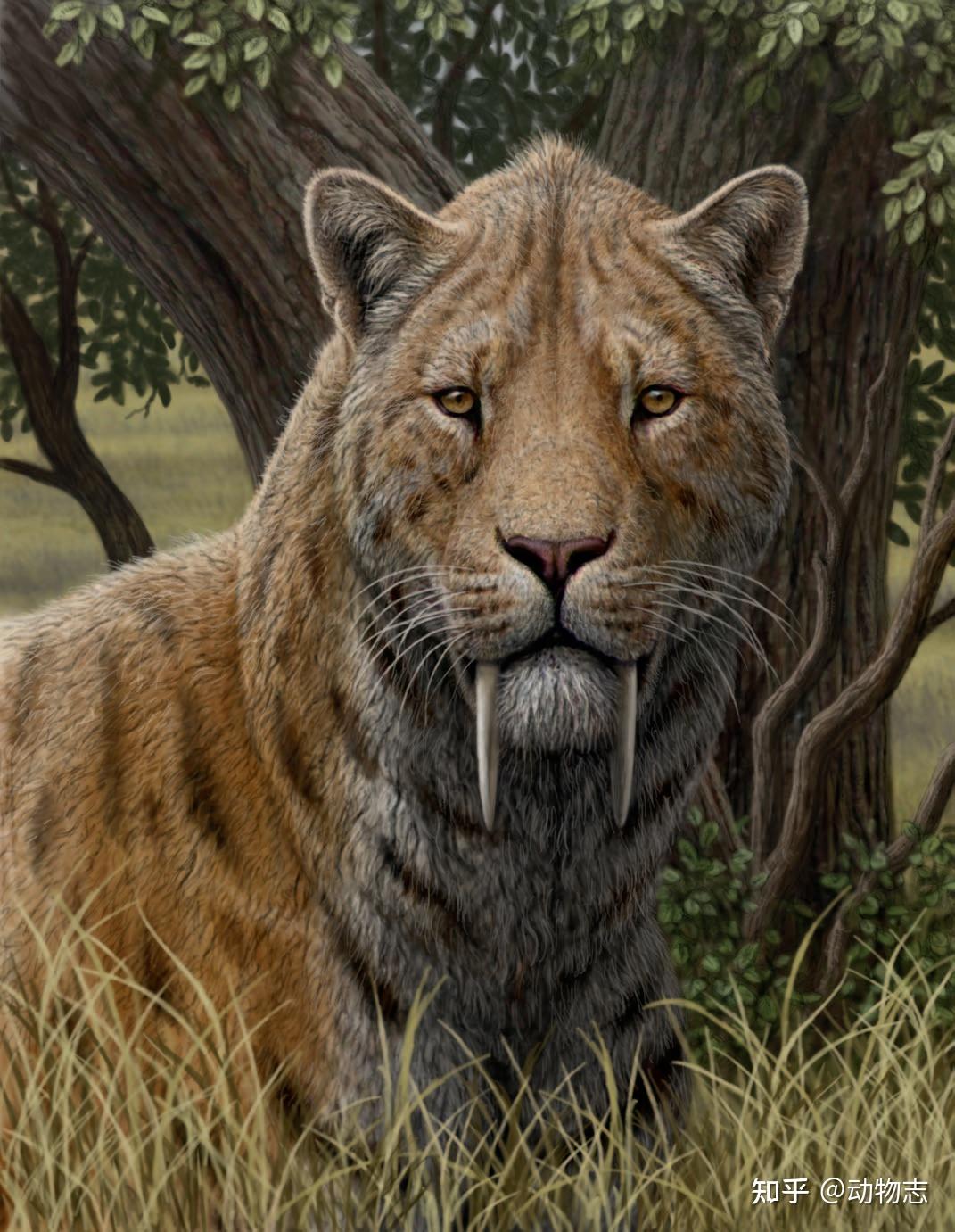 江左其杲：后猫不是小号剑齿虎，更像大猫咪，曾压制真猫500万年 - 知乎