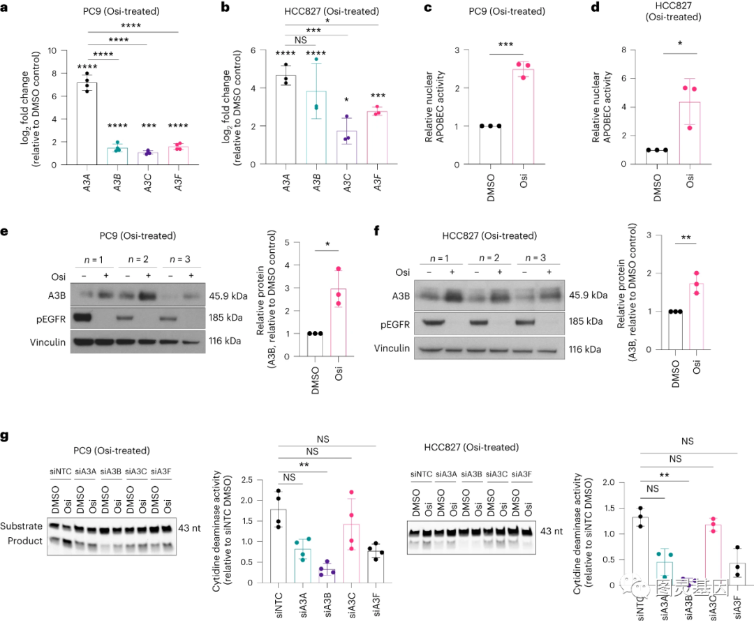 Nat Gen ｜ 美国立卫生研究院创新者奖得主：APOBEC3B在肺癌进化和靶向癌症治疗耐药性中的作用 - 知乎