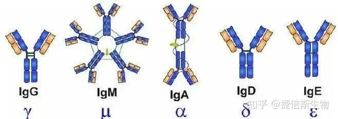 抗体结构和分类介绍 - 知乎