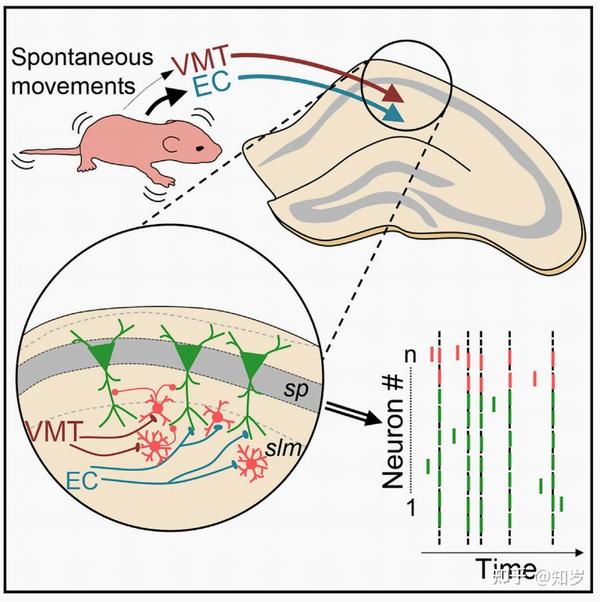 Neuron|出生后早期海马CA1回路的外部控制 - 知乎