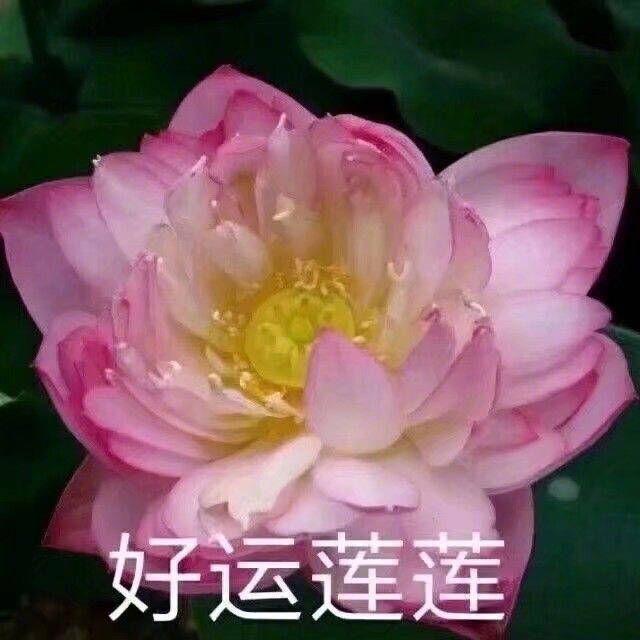 有哪些适合中年人用的头像 知乎