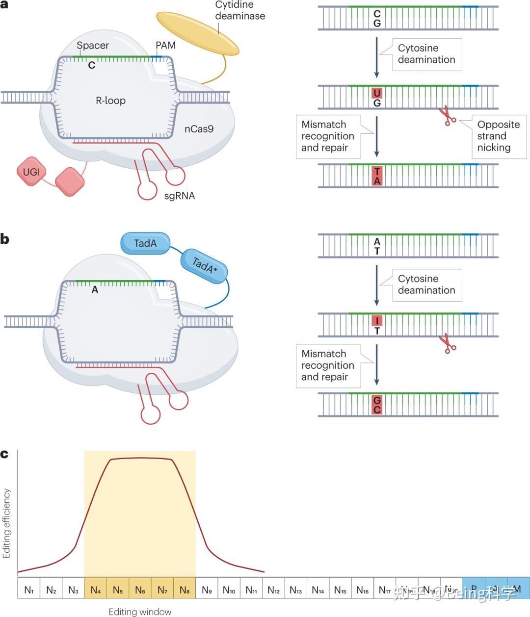 类器官先驱发文：CRISPR+类器官，助力基因修复和疾病建模！ - 知乎