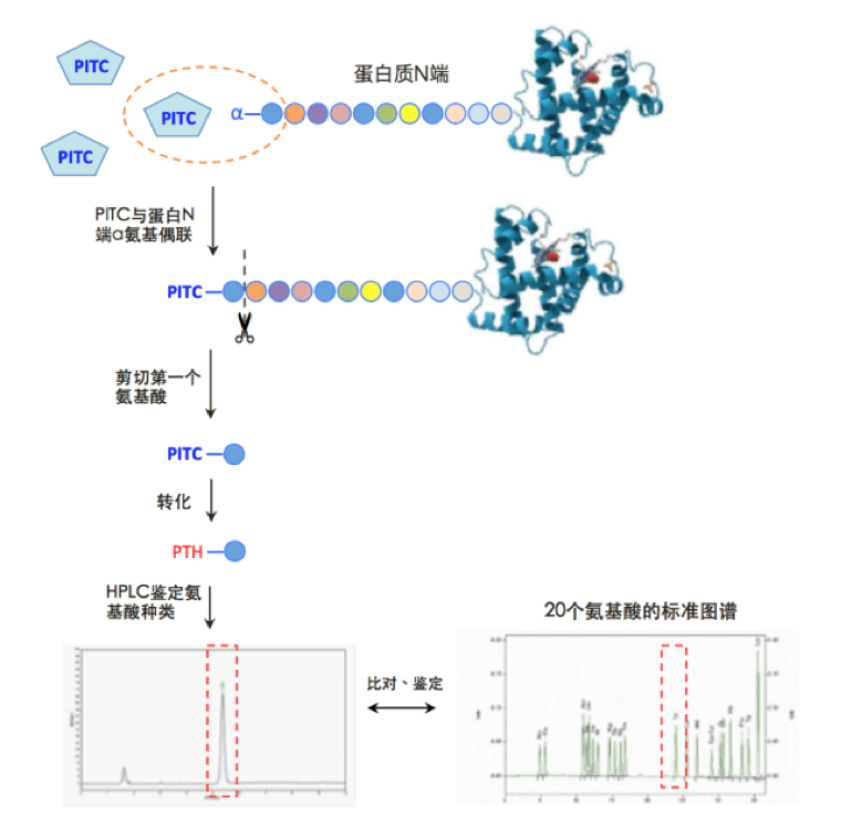 Edman测序原理概念总结 - 知乎