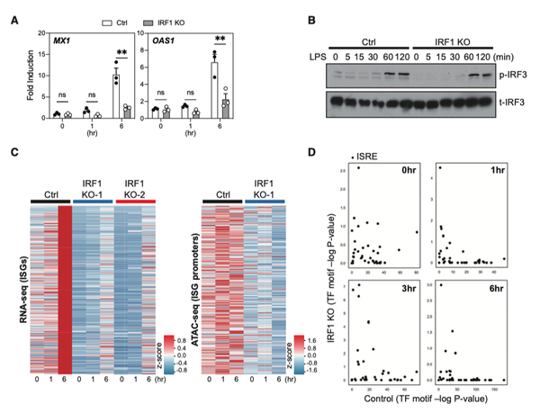 Cell Reports丨IRF1 通过调节染色质可及性来控制人类单核细胞和巨噬细胞中干扰素刺激的差异基因反应 - 知乎