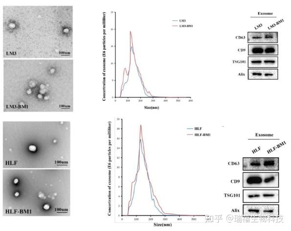 FITC/TRITC/CY3/CY3.5/CY5/CY5.5/CY7/CY7.5标记外泌体的研究与制备 - 知乎