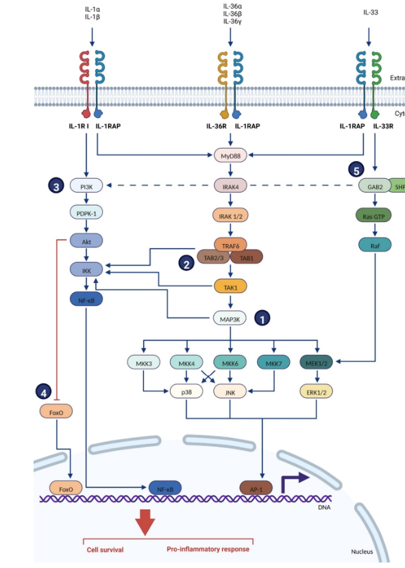 血液瘤和实体瘤的新型治疗靶点：IL-1RAP - 知乎
