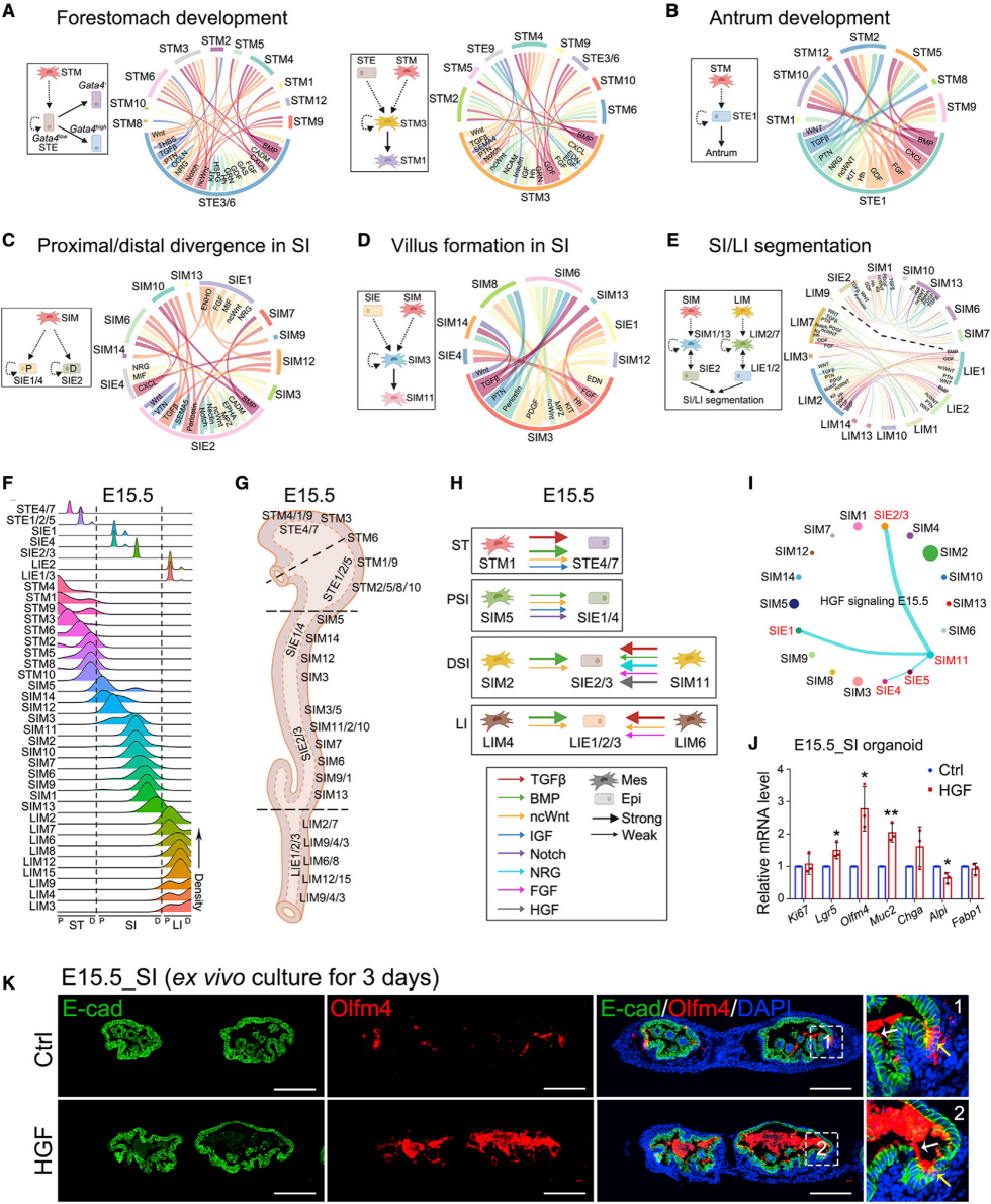 Cell Reports | 间充质-上皮相互作用调控小鼠胚胎的胃肠道发育 - 知乎