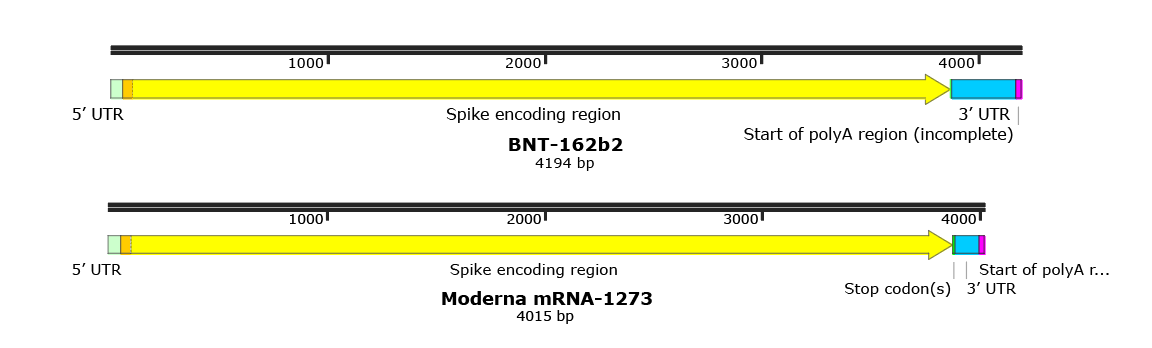 辉瑞/BNT（Pfizer/BioNTech） 和 莫德纳（Moderna） mRNA 疫苗的核酸设计思路 - 知乎