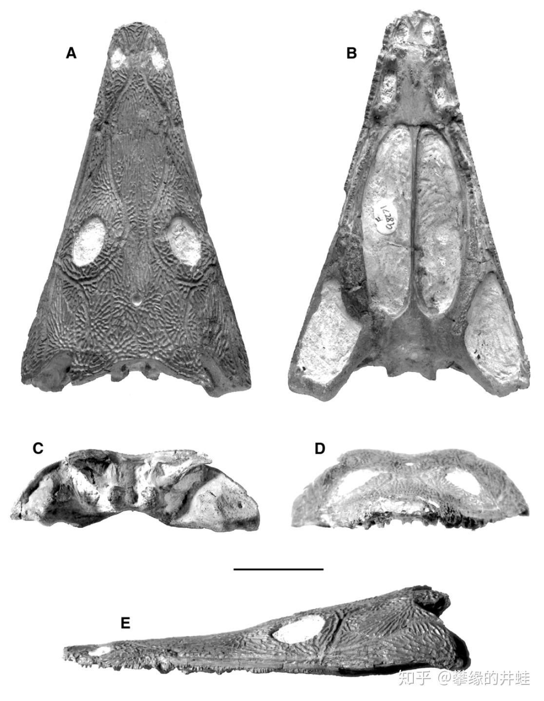 第二百六十四回 鲵王 - 知乎