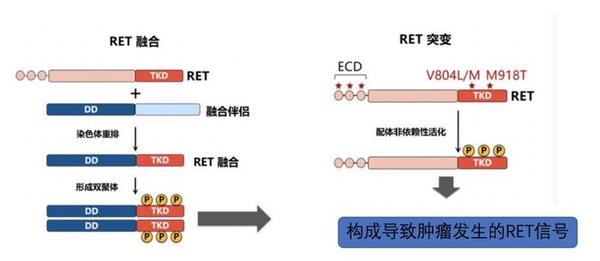 RET基因融合阳性NSCLC的治疗及目前靶向治疗药物的临床应用 - 知乎